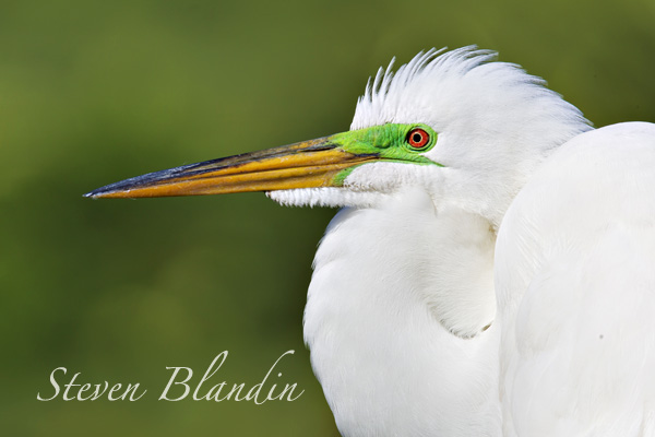 The best rookery to photograph in Florida? – Florida Bird Photography ...
