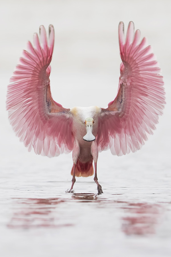 Birds In Flight photography tips: wind direction & shooting zone ...