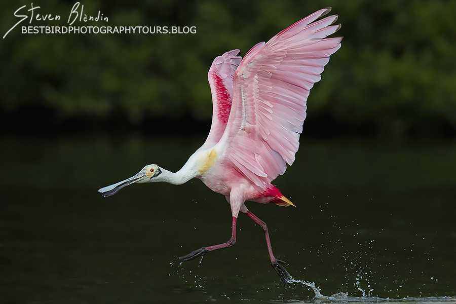 Spoonbill Photography Workshop: 1 open spot! – Florida Bird Photography ...