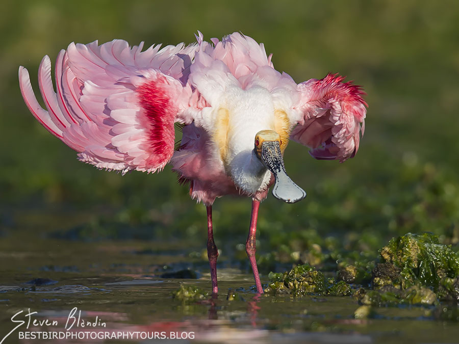 Last Minute February 10th-11th 2018 Florida Spoonbill photography tour ...