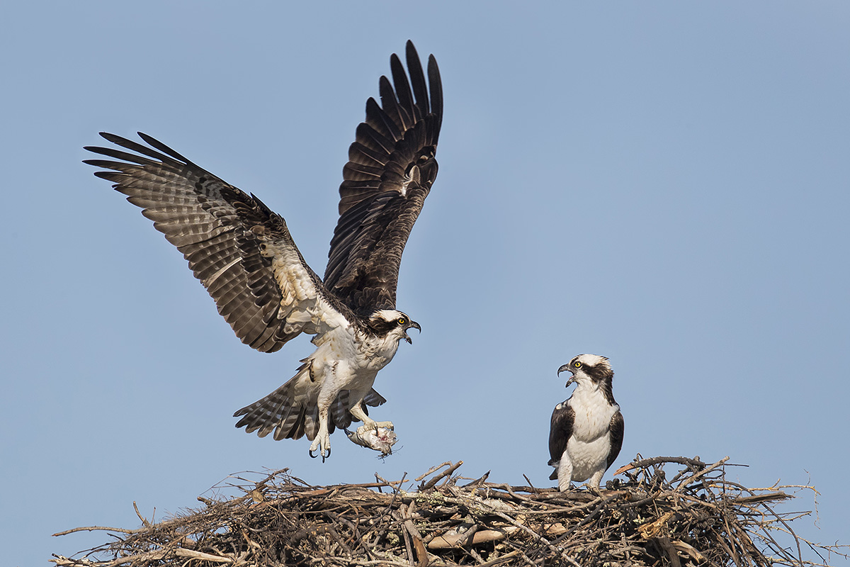 2020 Florida Ospreys Photography Tour / Workshop – Florida Bird ...