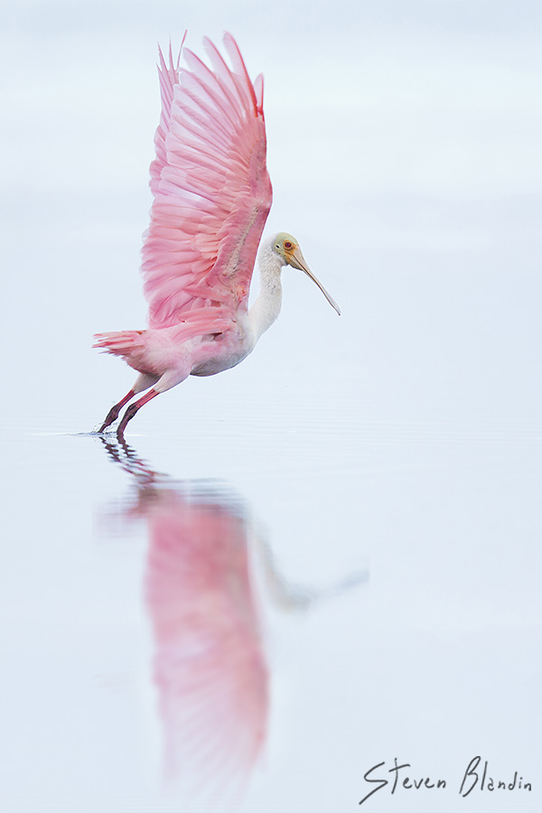 2019 Florida Spoonbill Photography Workshops