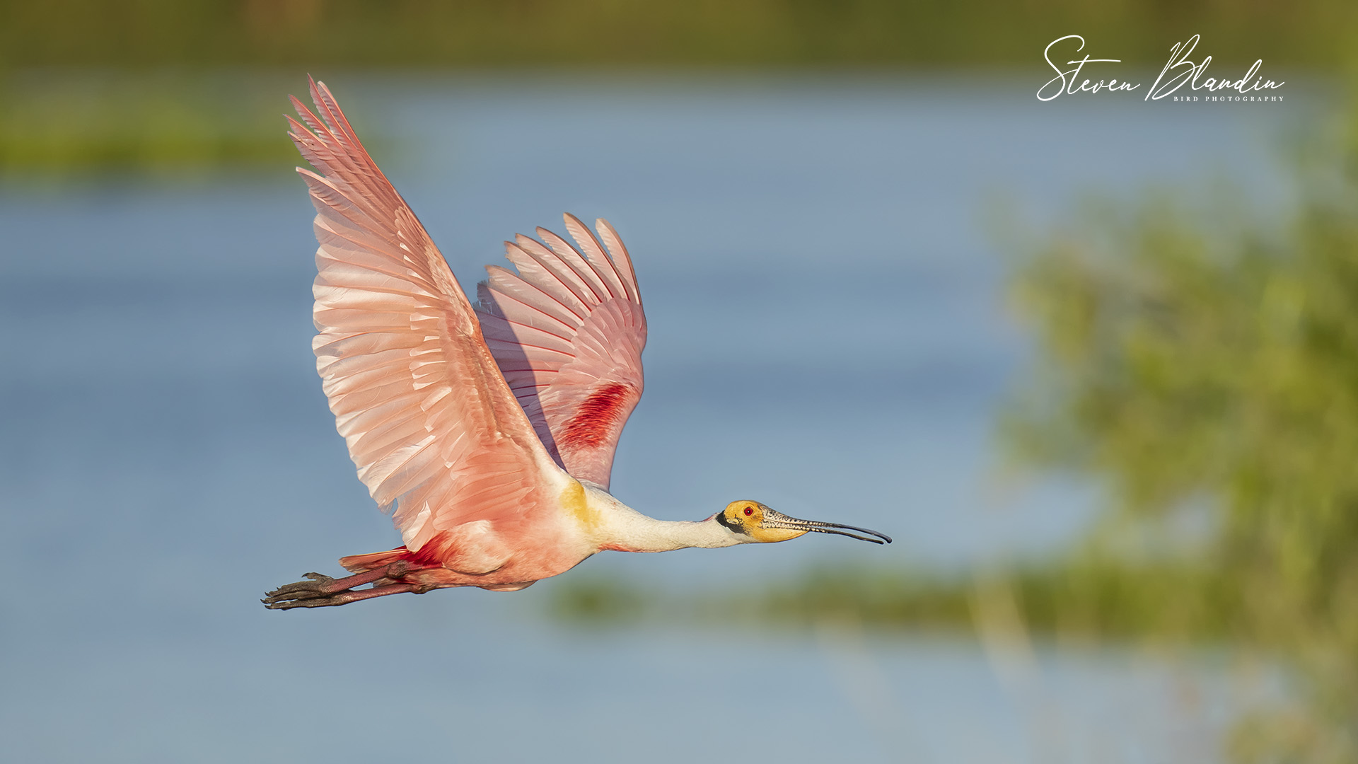 Spoonbills from the Vero Beach Rookery