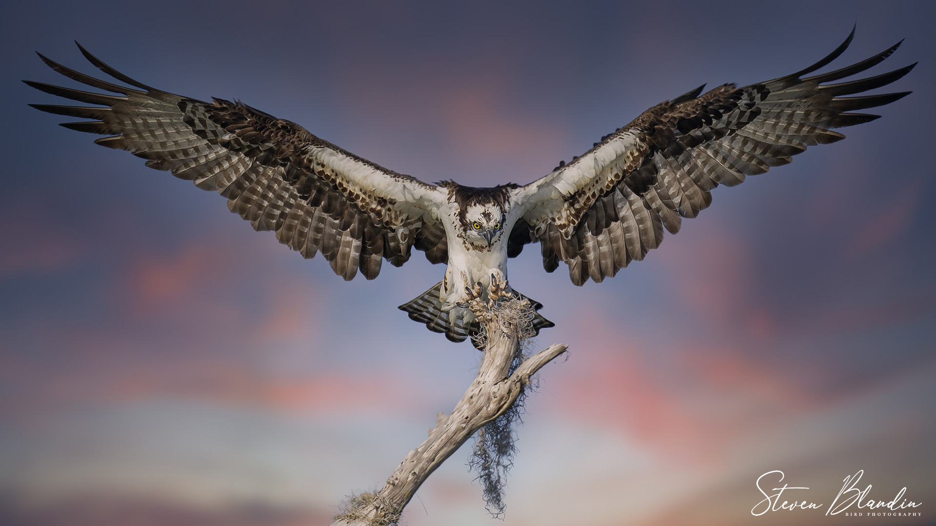 Ospreys/Spoonbills Tours New dates