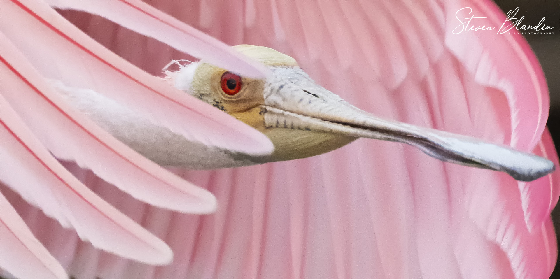 First Spoonbills Tour Of The Season – Florida Bird Photography Tours ...