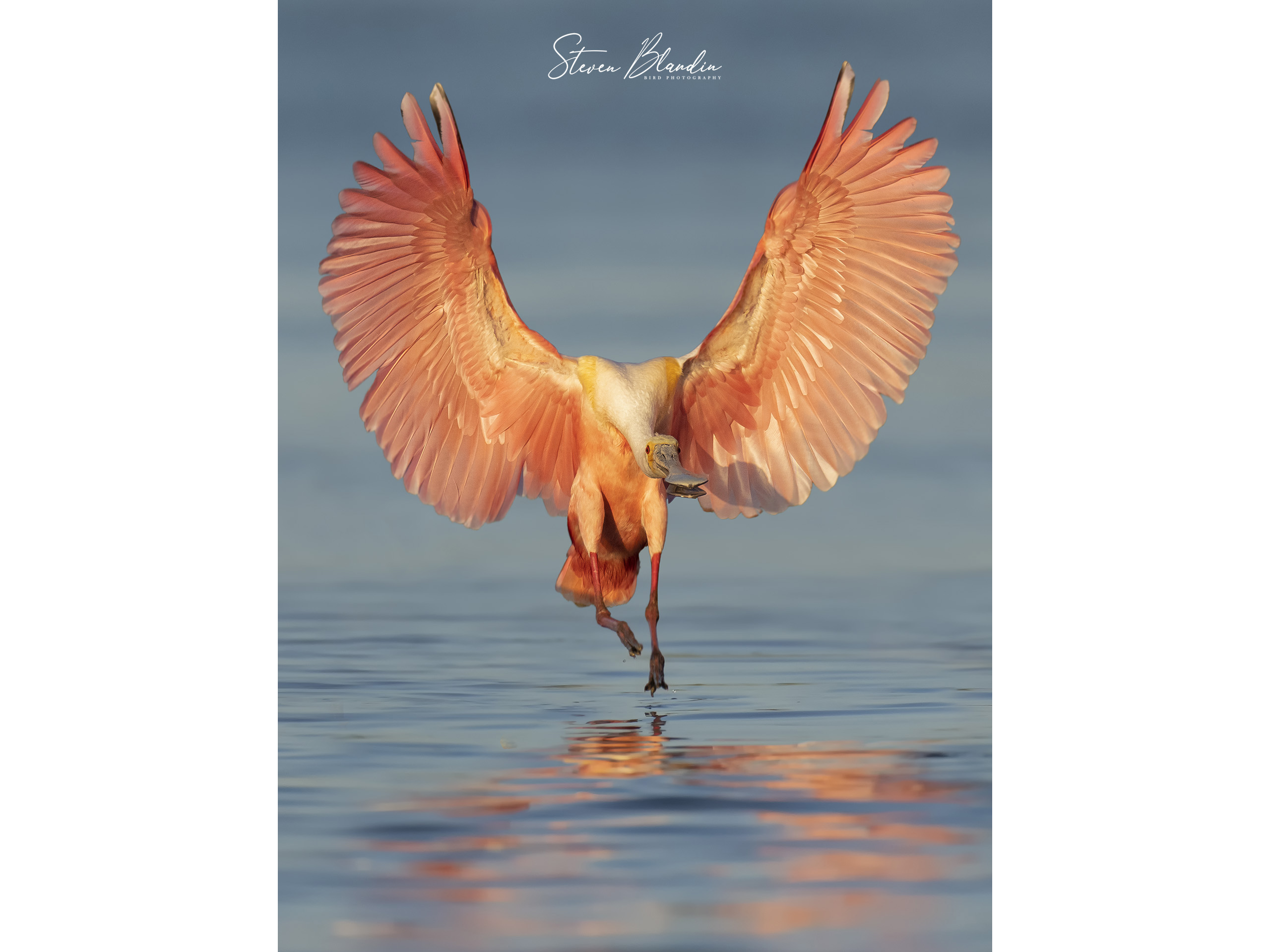 2024 Tampa Bay Spoonbill Tour Dates Announcement! – Florida Bird ...