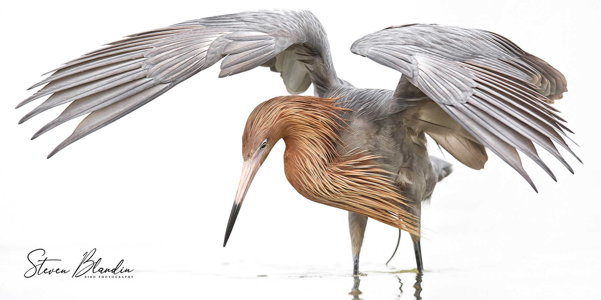 New shorebirds & wading birds tour for November! – Florida Bird ...
