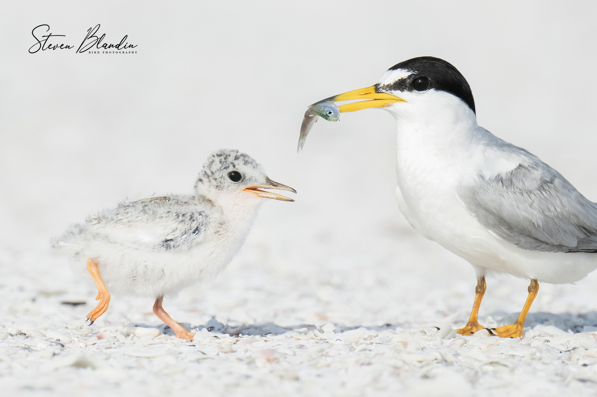 Least Terns at the Black Skimmers nesting colony – Florida Bird ...