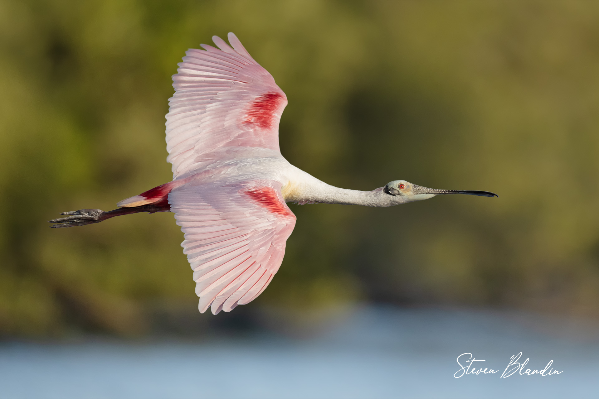2026 Dates For The Tampa Bay Spoonbills Tour – Florida Bird Photography ...