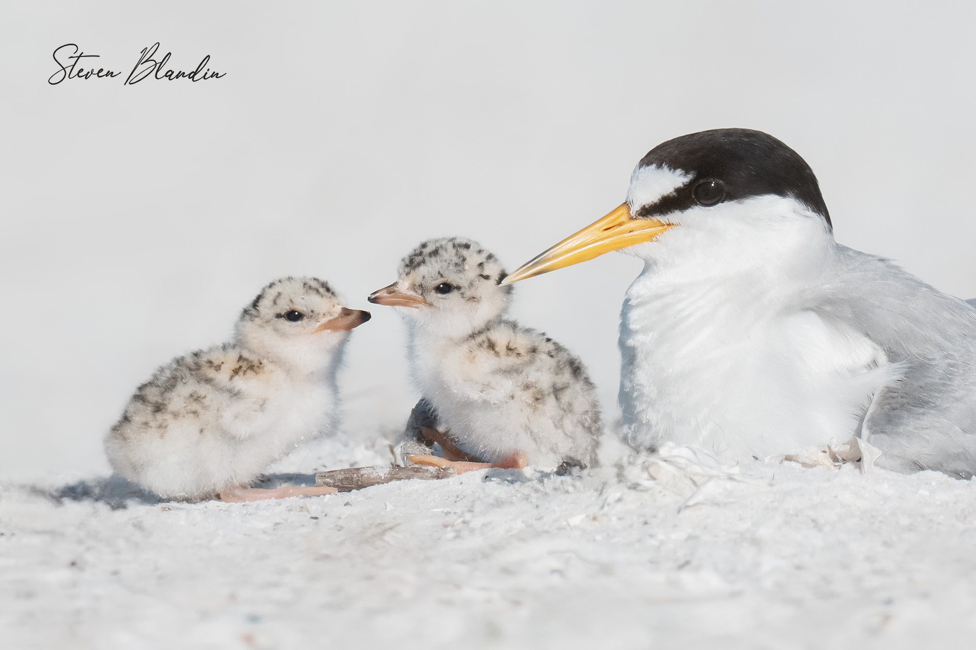 Another Great Year For Least Terns! – Florida Bird Photography Tours ...
